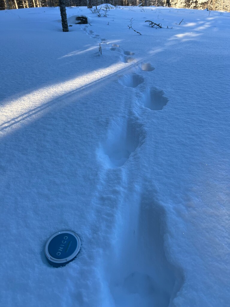 Wolverine tracks and DX - can it get any better? - Activation Reports ...