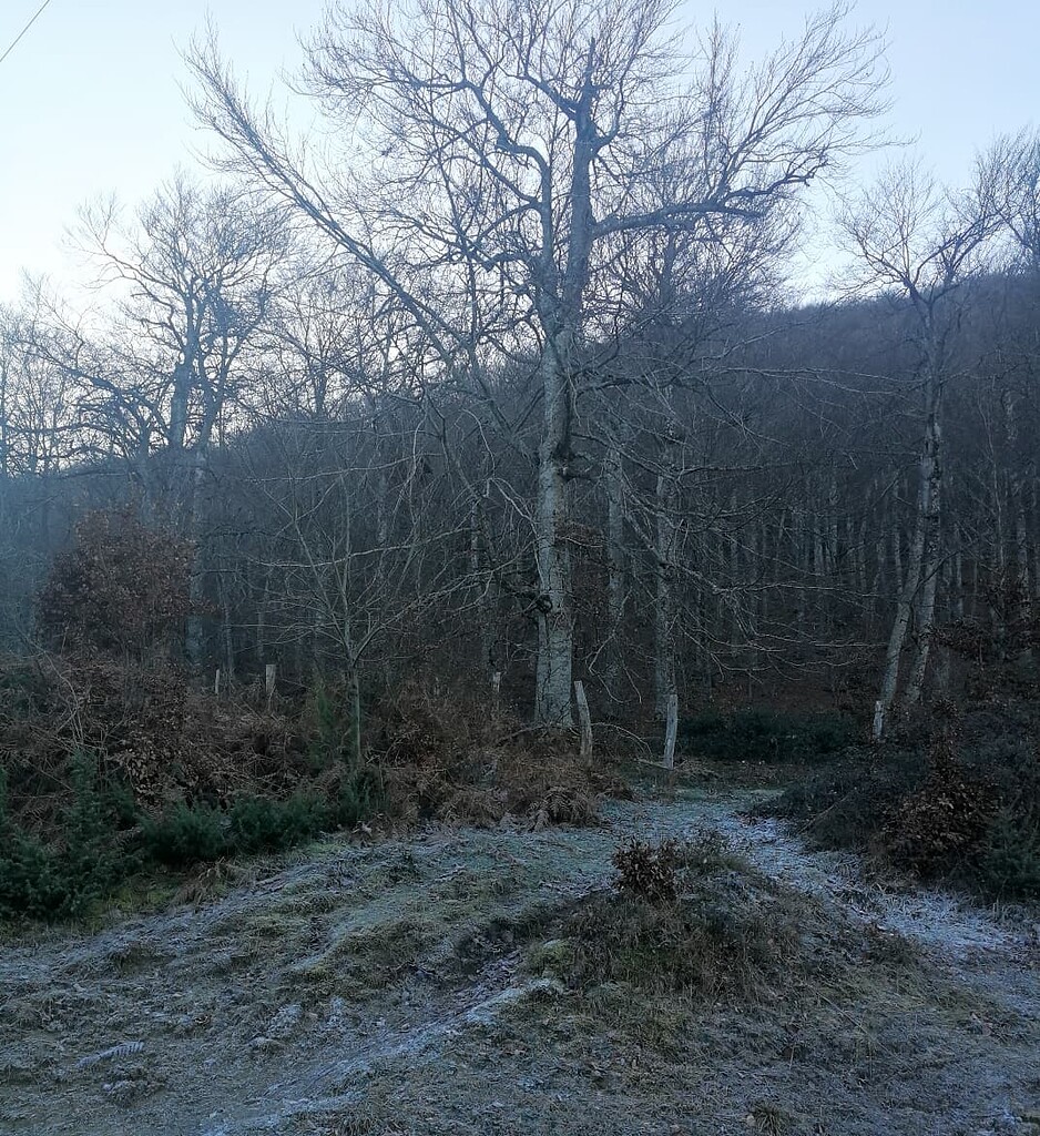 Bush-antenna, a non-vertical Vertical ant. - Activation Reports - SOTA ...