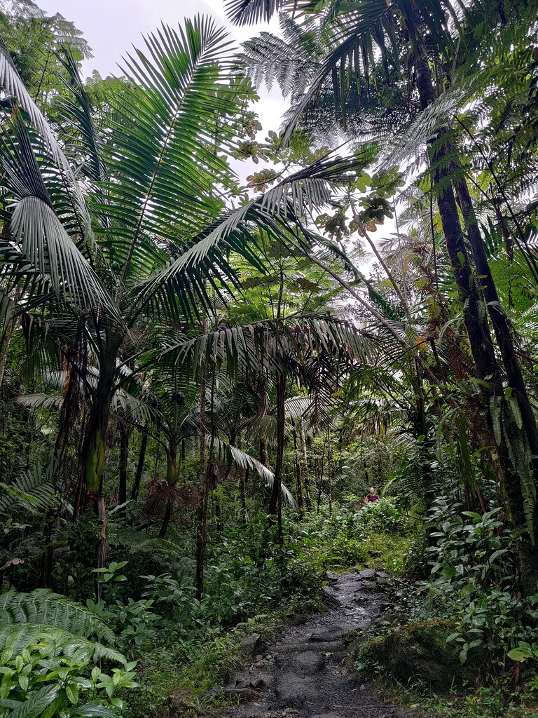 El Yunque - Activation Reports - SOTA Reflector